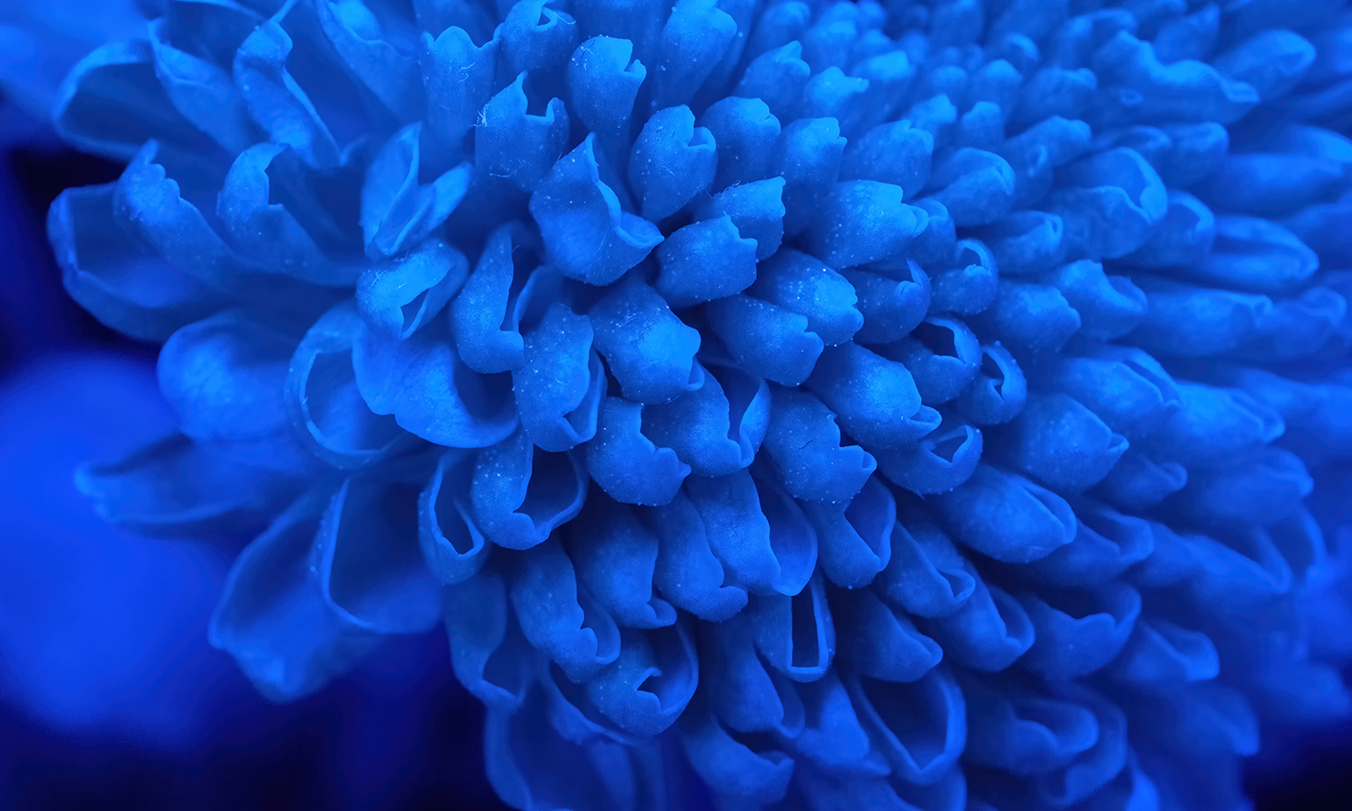 Our Story - Fast Forward Seven